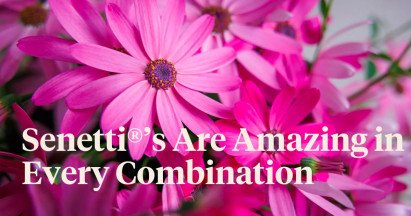 Amazing Senetti® From the Suntory® Collection