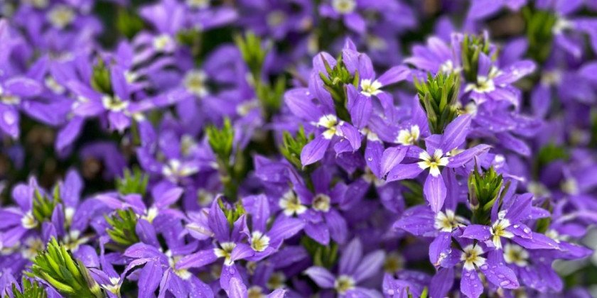 Stardiva® Star Lavender - Product on Thursd