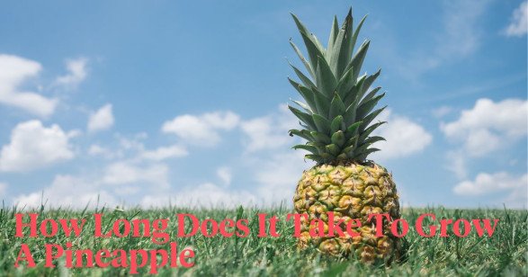 A Complete Guide on How to Grow Pineapple and Its Growing Stages