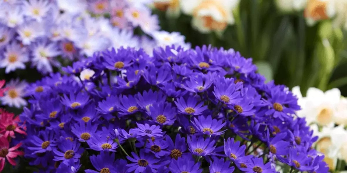 Senetti® Kobalt Blue