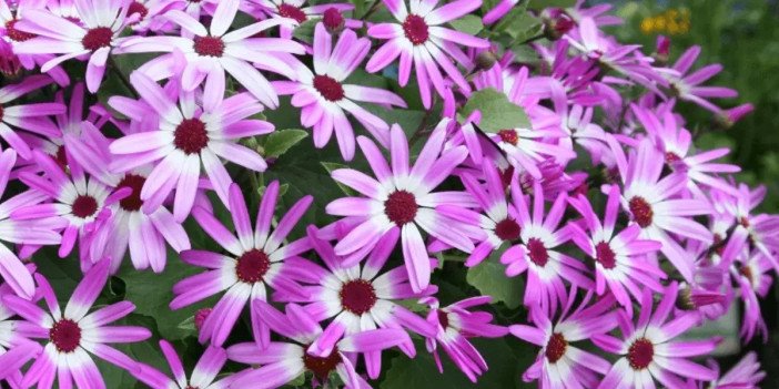 Senetti® Pink Bicolor