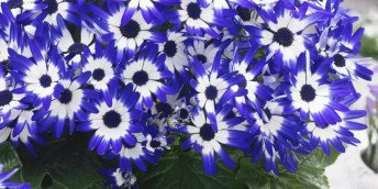 Senetti® Blue Bicolor