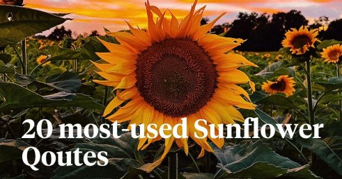 20 Most Used Sunflower Quotes - Article onThursd