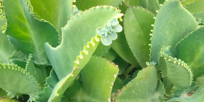 Kalanchoe Pinnata: Benefits and Medicinal Uses | Thursd