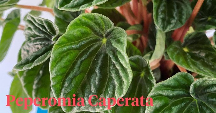 Peperomia Caperata - Product on Thursd