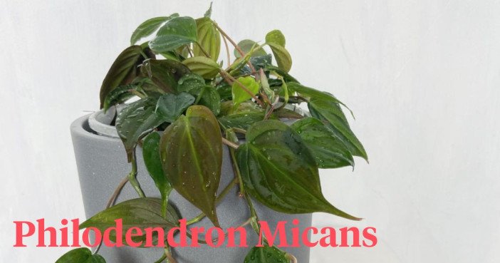 Philodendron Micans Care Guide - Tips and Tricks | Thursd