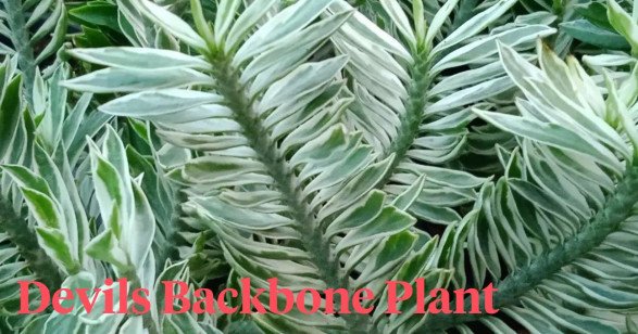 Devils Backbone Plant - Product onThursd