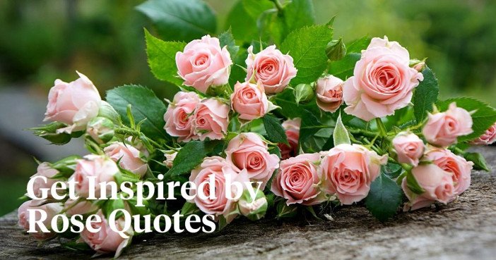 Inspiring Rose Quotes About Life, Love, and Resilience