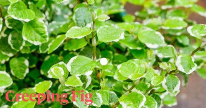 Creeping Fig | Product Featured on Thursd.com