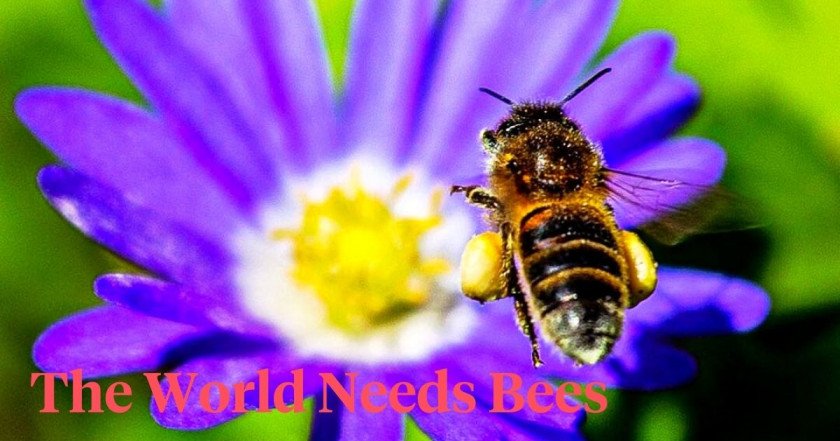 How Bees and Flowers Work Together to Sustain Life