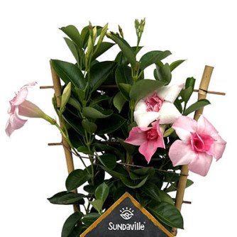 Sundaville® Double Blush Pink - Product Featured on Thurd