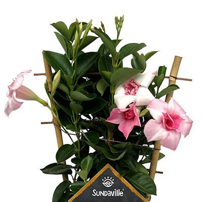 Sundaville® Double Blush Pink - Product Featured on Thurd