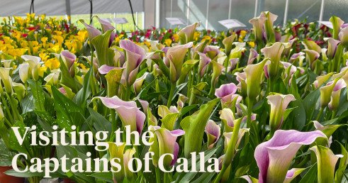 The Calla Evolution of Kapiteyn Captain Calla