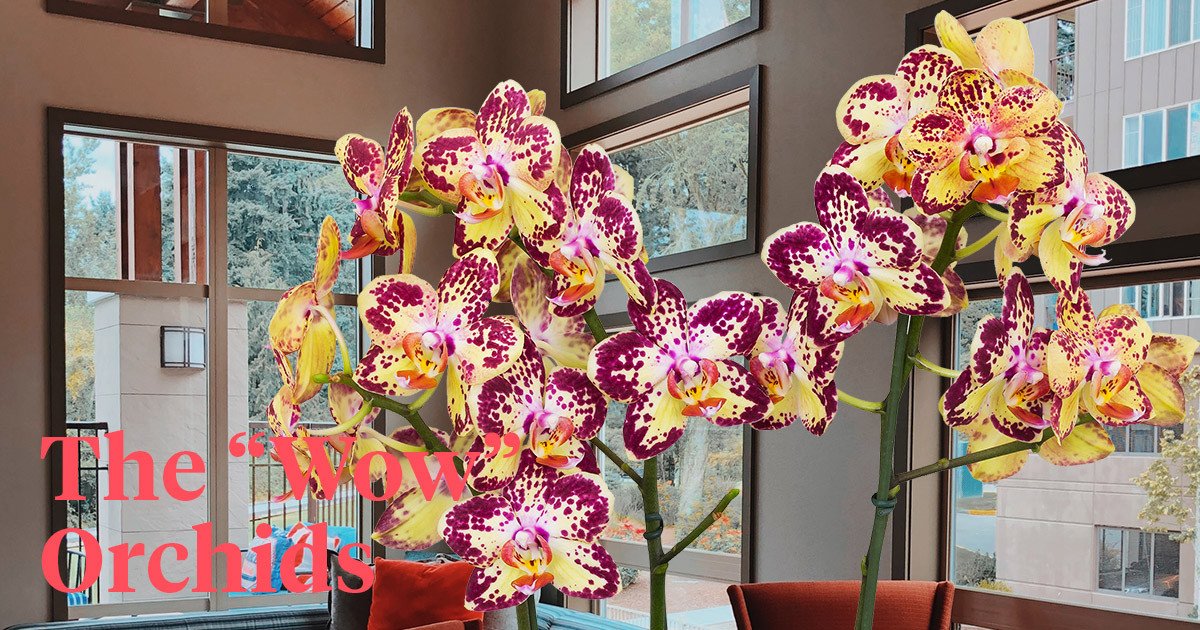 Eccentrix Phalaenopsis Make You Go "Wow"