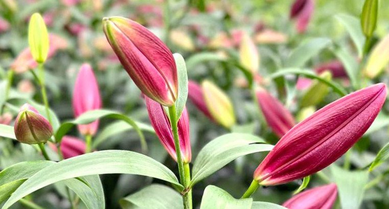 Lily Lasting Love - Product Featured on Thursd.com