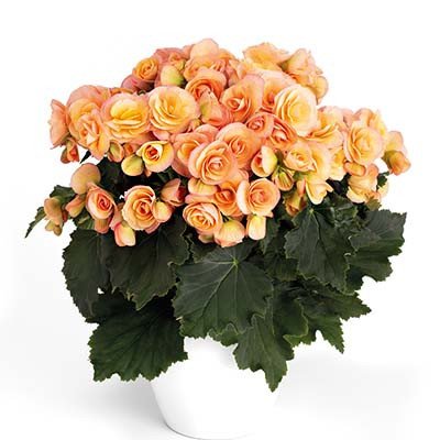 Begonia Hailey Sunset®