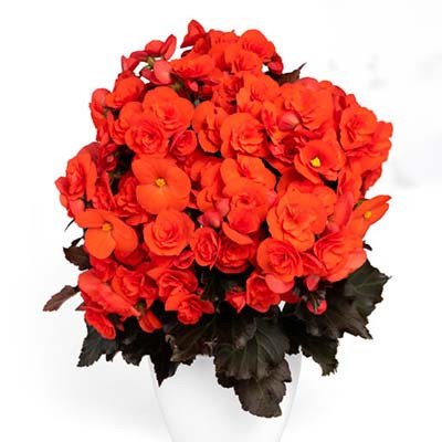 Begonia Mocca Orange®