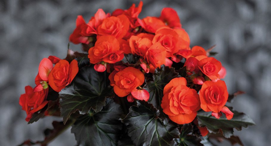 Begonia Mocca Orange®