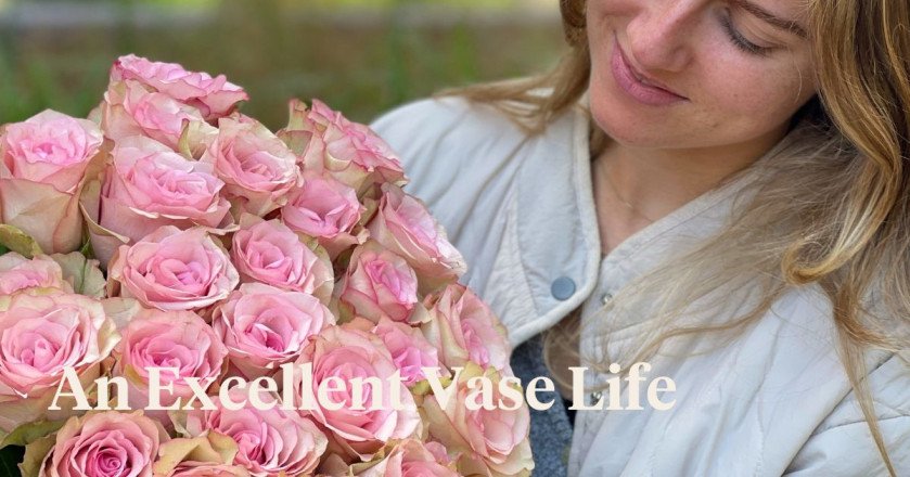 The Mutant Rose Paloma Steffi Is Here to Stay