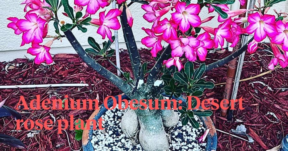 Desert Rose Plant (Adenium Obesum) Care and Tips