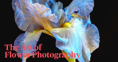 A Dose of Flower Photography With Eva Bartos