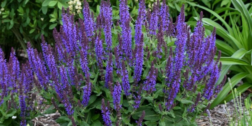 Discover the Beauty of Salvia Plants - Thursd.com