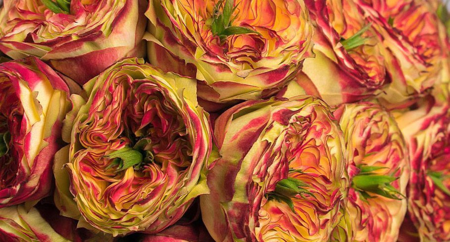 Rose Cubana Summerhouse