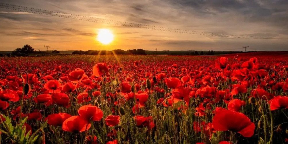 Poppy Flower - Discover the Symbolism and Beauty | Thursd.com