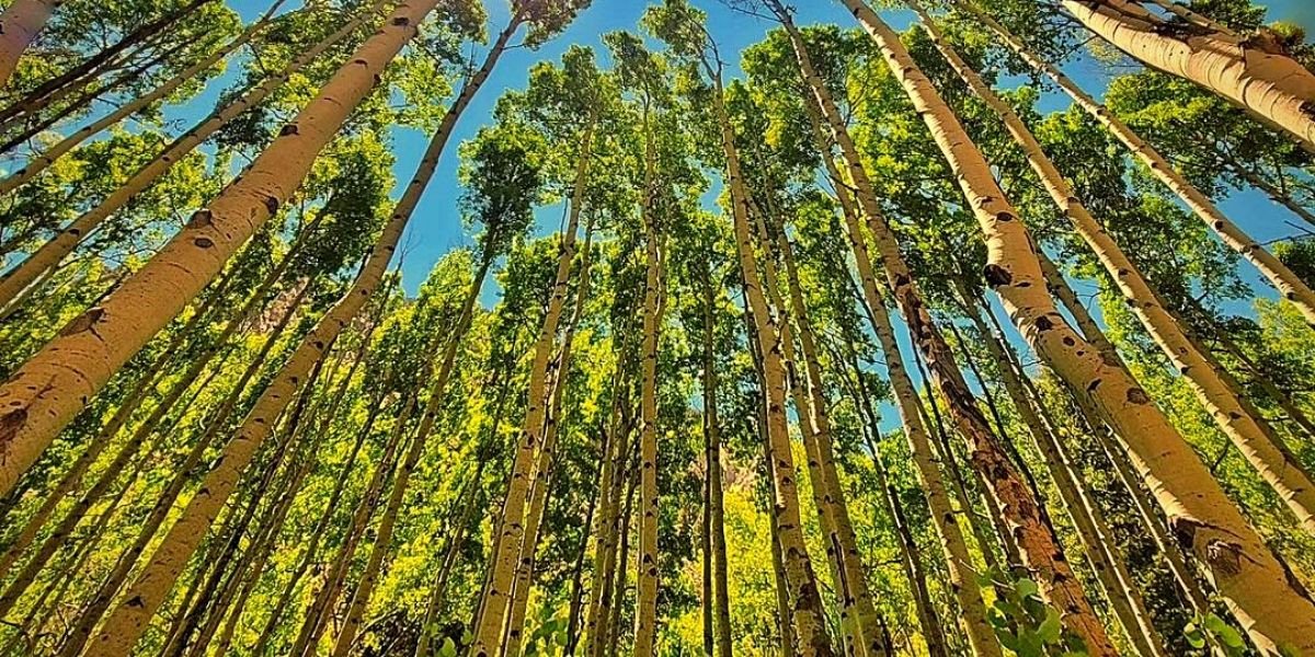 Quaking Aspen Tree - Symbol of Beauty and Serenity