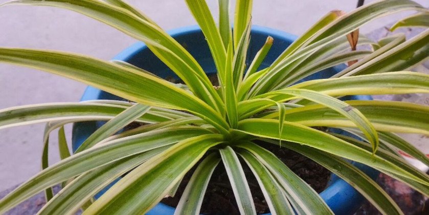 Spider Plant Care: A Guide to Growing and Thriving Spider Plants
