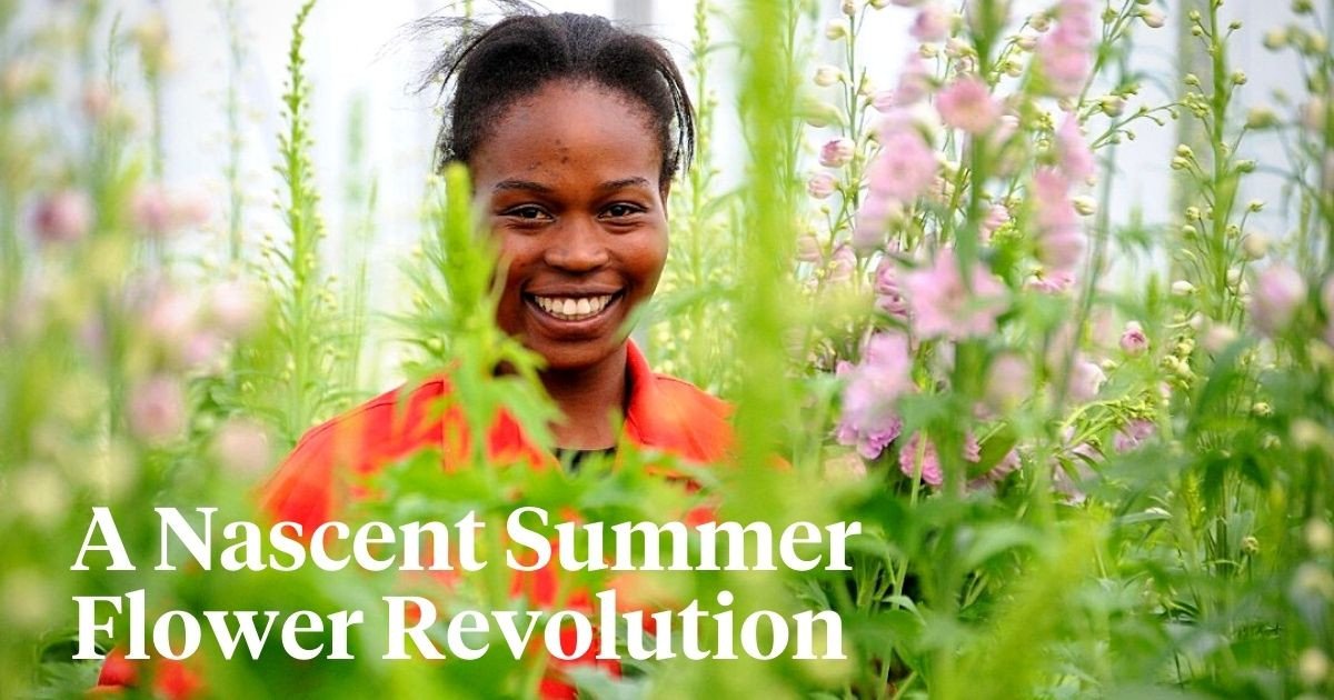 Summer Flowers Are Gaining Popularity in Kenya