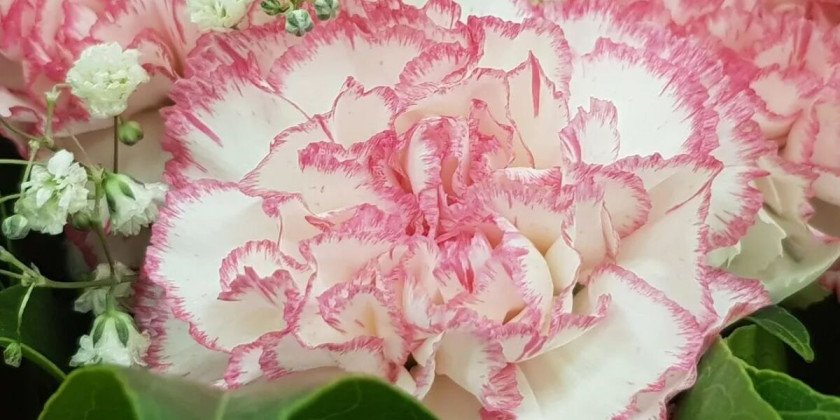 Buy Carnations - Fresh & Colorful Carnation Flowers | Thursd.com