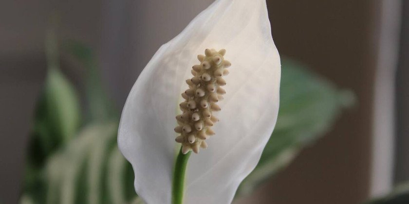 Pamper Your Space with Peace Lily: Care Tips and More
