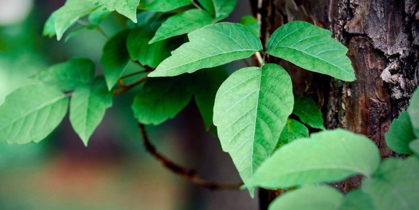 Poison Sumac Pictures - Explore the Captivating Beauty
