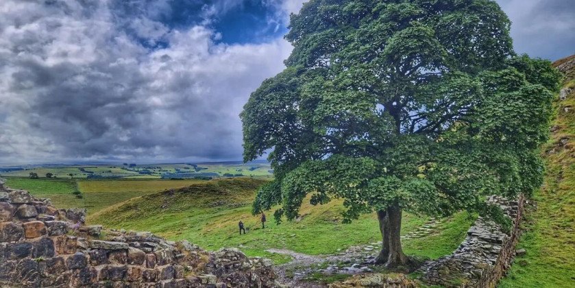 Sycamore Tree - Enhance Your Garden with this Majestic Tree