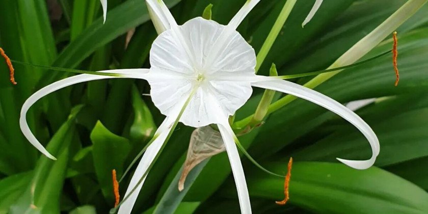 Spider Lily - Symbol of Love and Passion