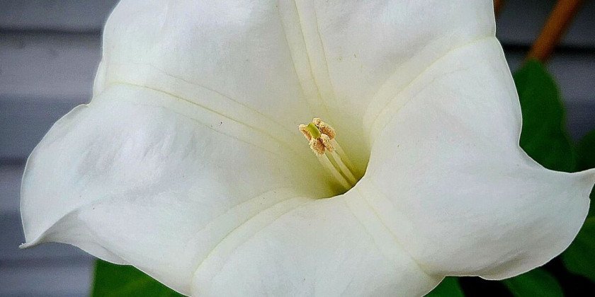 Moon Flower | Product Featured on Thursd.com