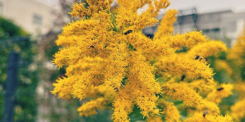 Discover the Beauty of Ragweed: A Resilient and Vibrant Flower