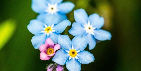 Forget Me Not: A Symbol of Love and Lasting Memories