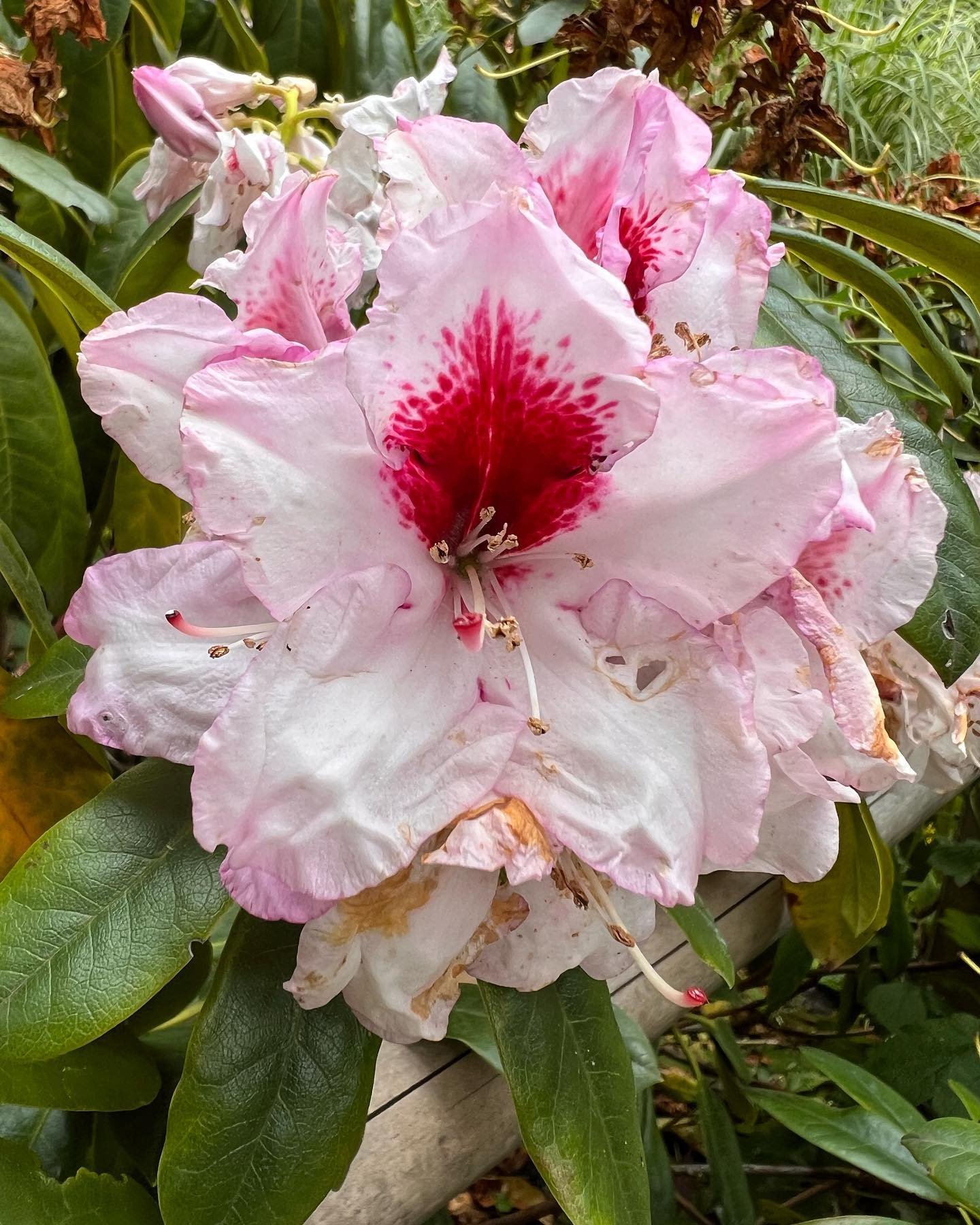 Rhododendron | Product Featured on Thursd.com