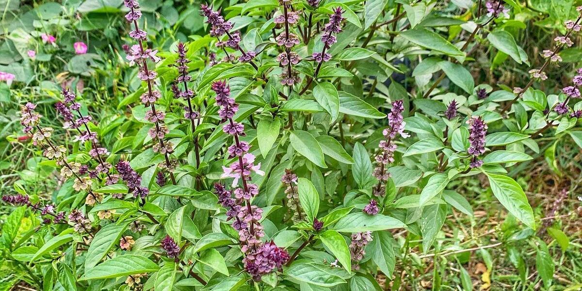 Discover the Delightful Taste of Thai Basil - Thursd.com