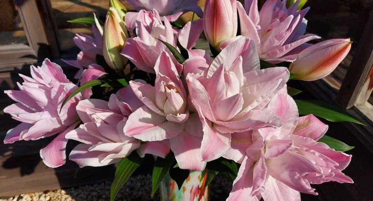 Lily Double Diamond