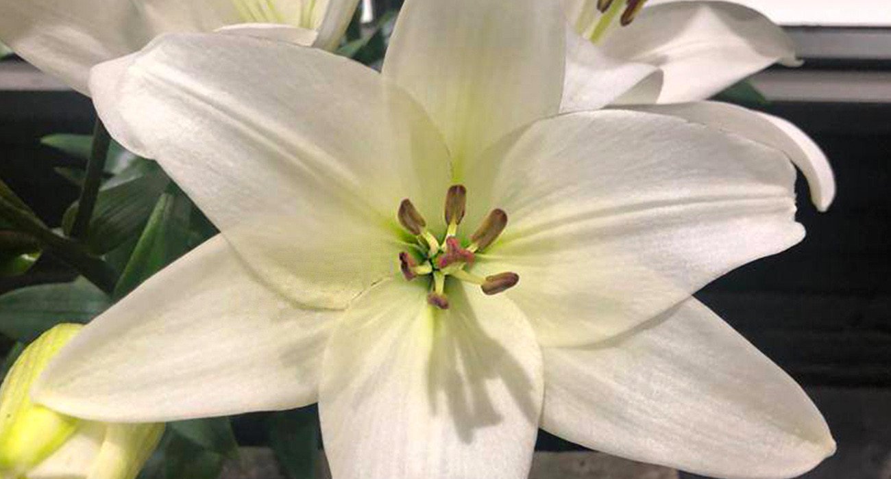 Lily Bach | Product on Thursd.com