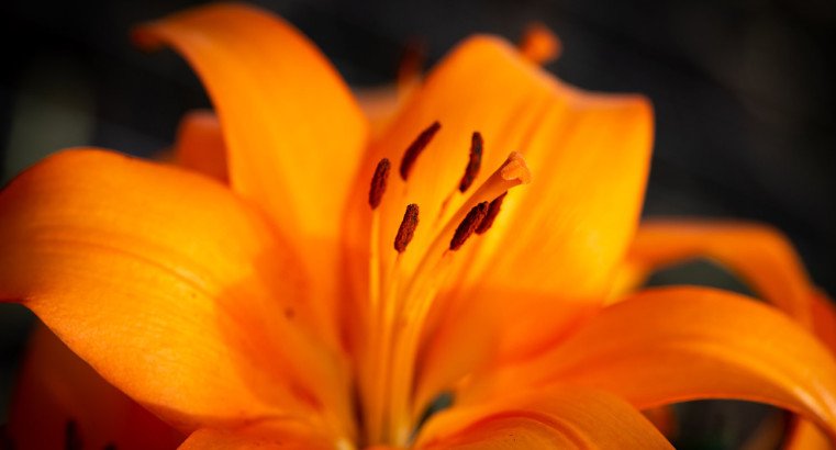 Lily Honesty | Product Featured on Thursd.com