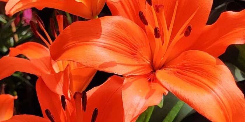 Tiger Lily - Captivating Orange Tiger Lily Flowers | Thursd