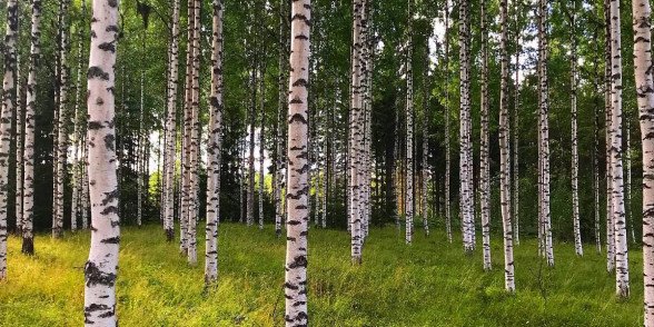 Birch Tree: Captivating Beauty for Your Garden | Thursd