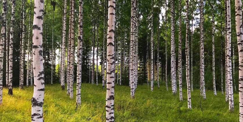 Birch Tree: Captivating Beauty for Your Garden | Thursd