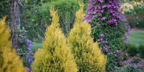 Arborvitae - The Evergreen Beauty for Your Garden | Thursd