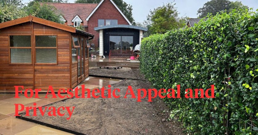 14 Evergreen Shrubs to Create Green Privacy Screens in Your Yard - Artic...