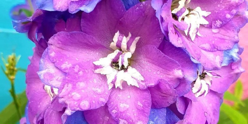Larkspur: Discover the Meaning and Beauty of Larkspur Flowers